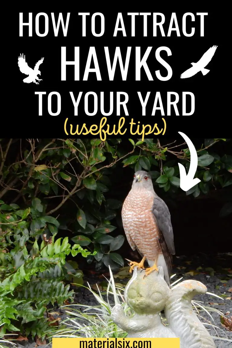 How to Attract Hawks to Your Yard (7+ Useful Tips)