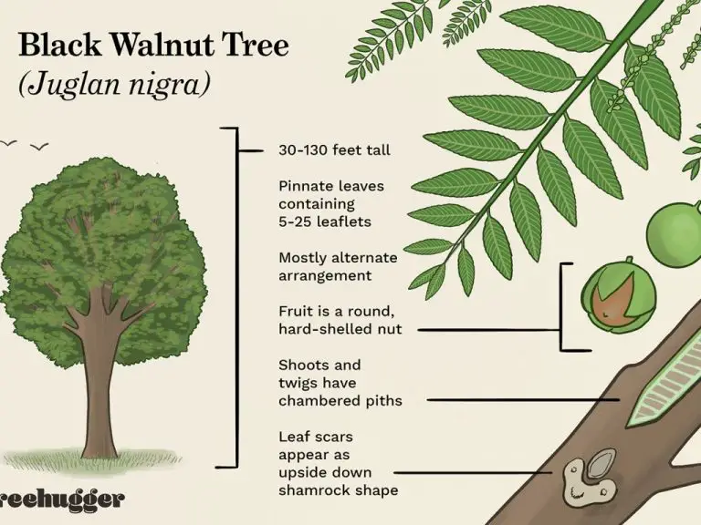 How Much Is a Black Walnut Tree Worth: Current Market Prices and ...