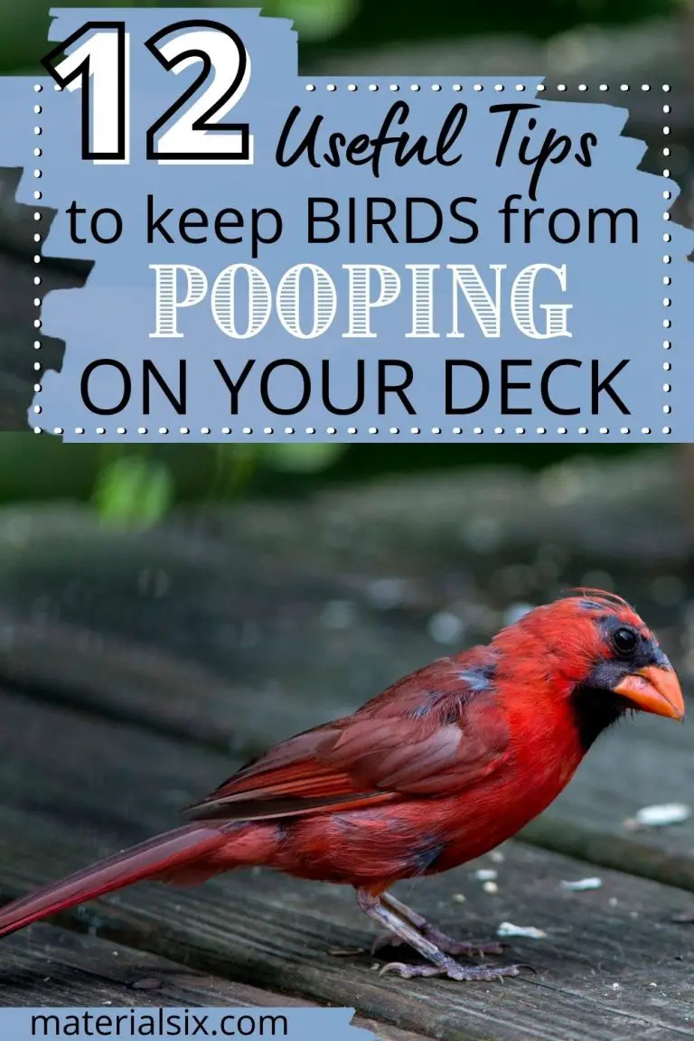 12 Useful Tips to Keep Birds from Pooping on Your Porch, Deck, Patio & Pool