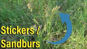 How to Get Rid of Stickers in Yard & Lawn (+ Prevent Them)