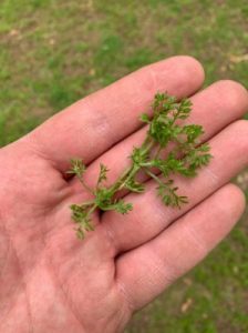 How to Get Rid of Stickers in Yard & Lawn (+ Prevent Them)