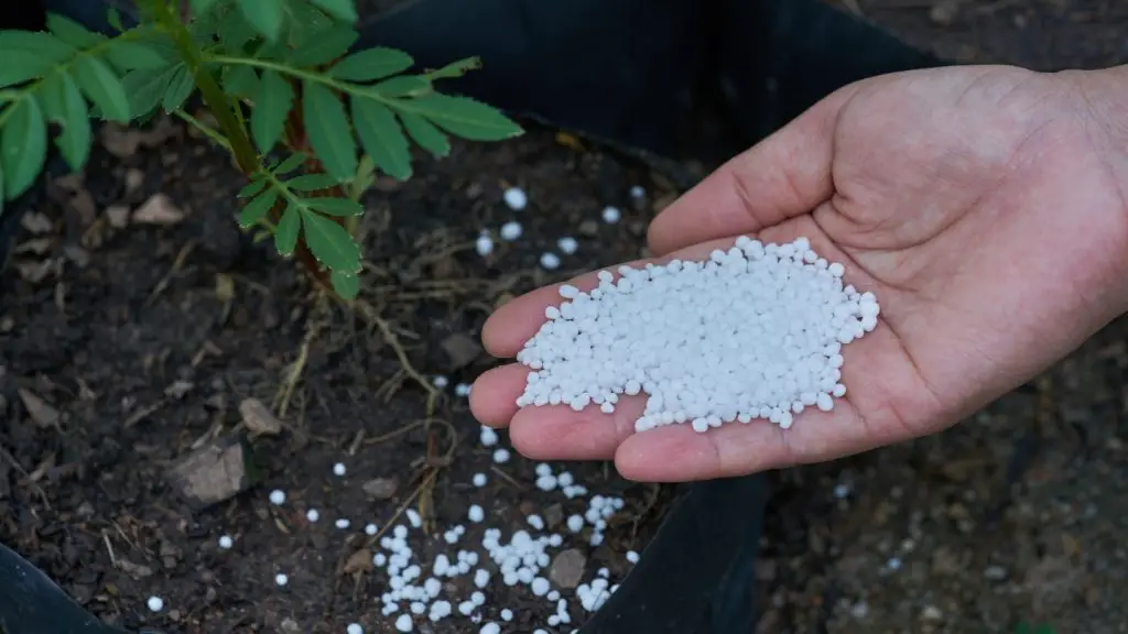 How to Get Rid of Stickers in Yard & Lawn (+ Prevent Them)