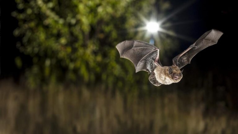 10 Easy Ways to Keep Bats Away From Your Porch - MaterialSix